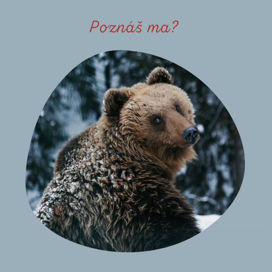 MEDVEĎ HNEDÝ – Kráľ našich lesov | envirovychovanovasedlica.sk