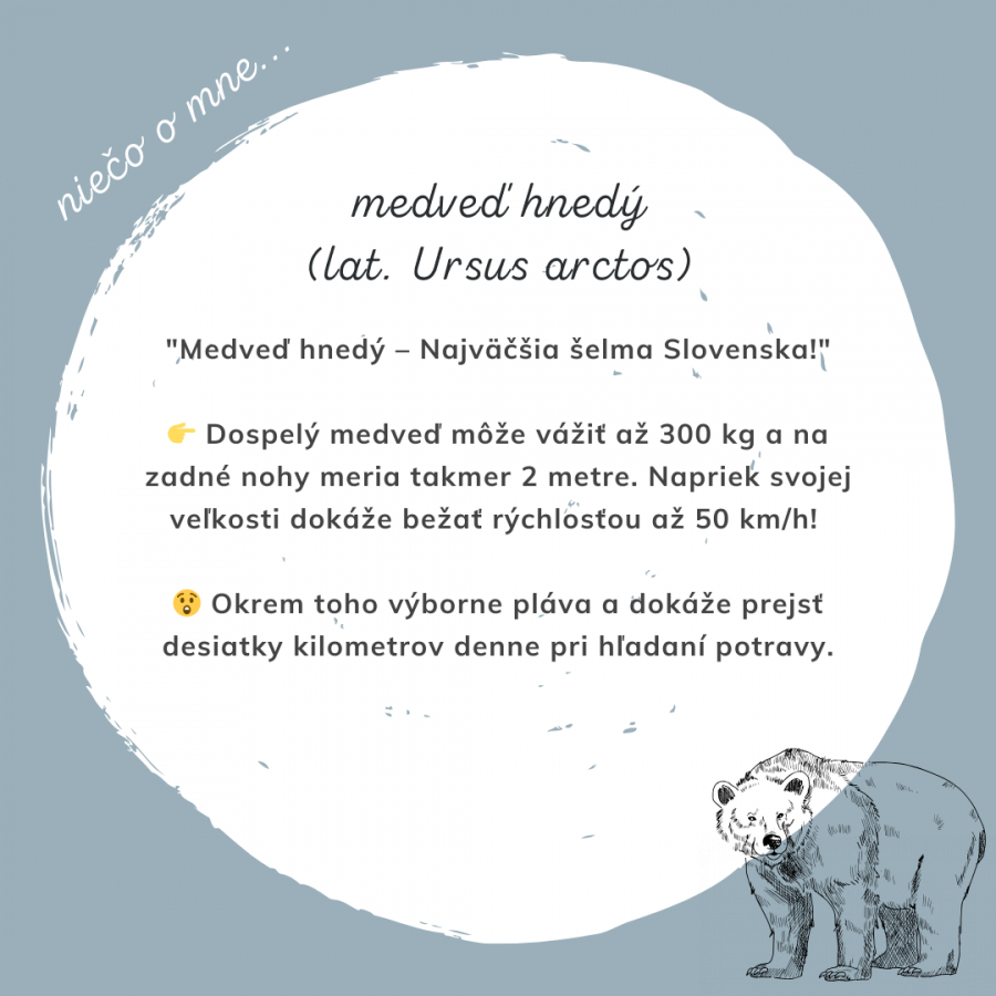 MEDVEĎ HNEDÝ – Kráľ našich lesov | envirovychovanovasedlica.sk